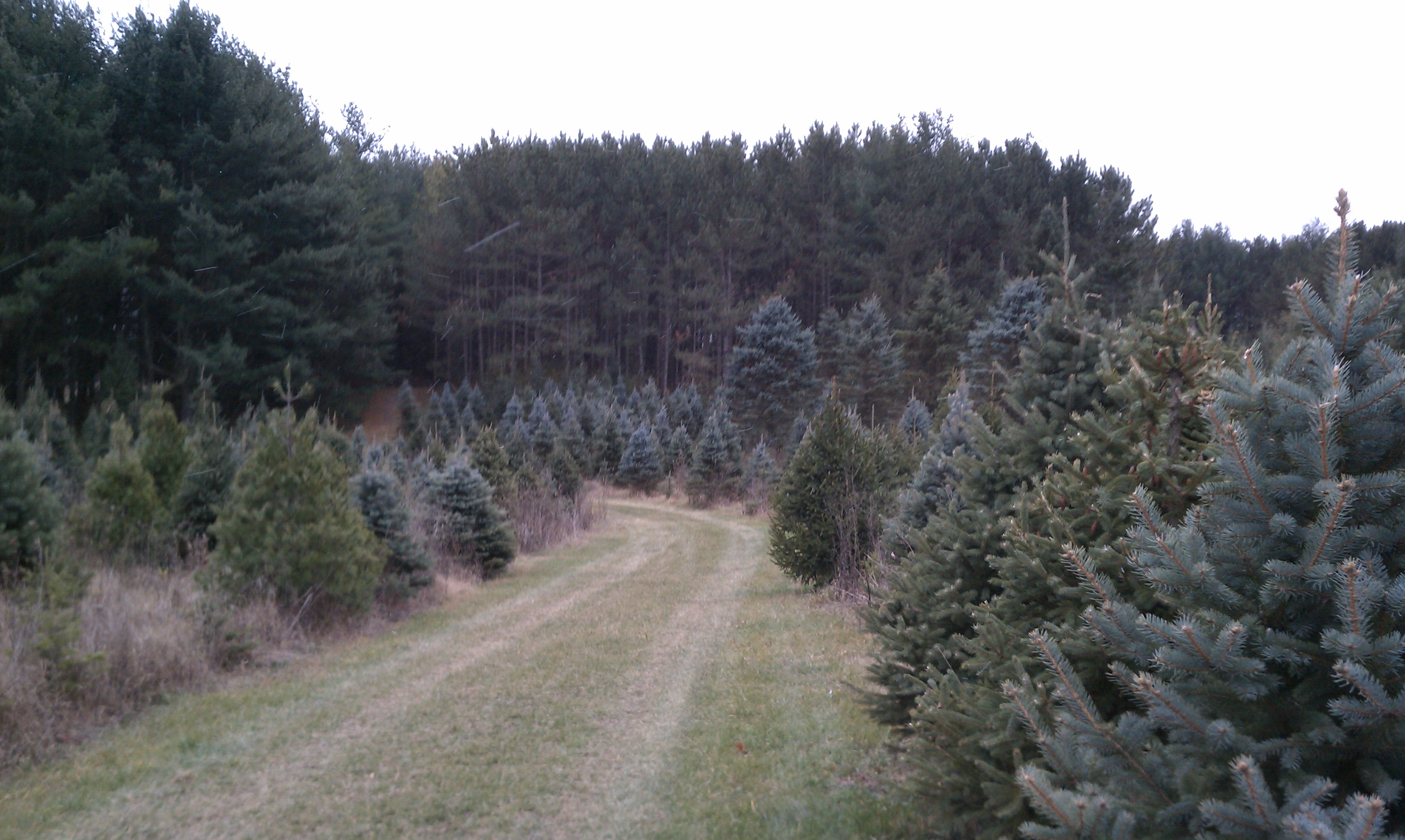 Jensen Trees – Family owned & operated Christmas tree farm.